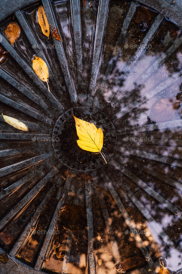 Vertical fall autumn nature background with fallen maple leaf in water, reflected in a puddle ...