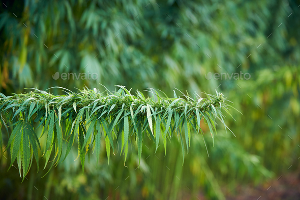 marijuana leaves cannabis plants in the farm background Stock Photo by ...