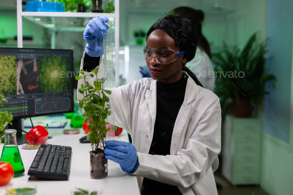 African american biochemist scientist measuring sapling using ruler ...