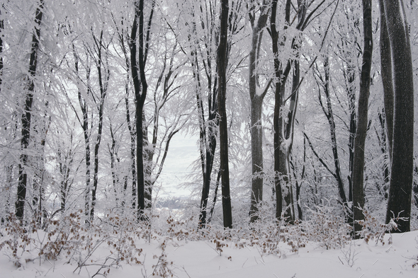 Frozen forest background Stock Photo by andreiuc88 | PhotoDune
