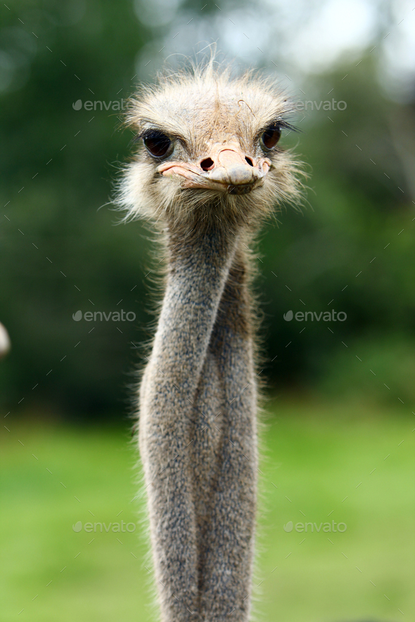 Beautiful ostrich Stock Photo by Microstock_Growth | PhotoDune