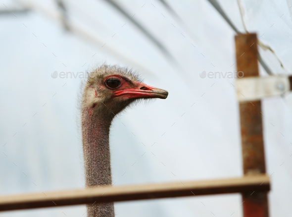 Beautiful ostrich Stock Photo by Microstock_Growth | PhotoDune