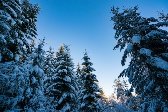 Tall dense old spruce trees grow on a snowy slope Stock Photo by ...