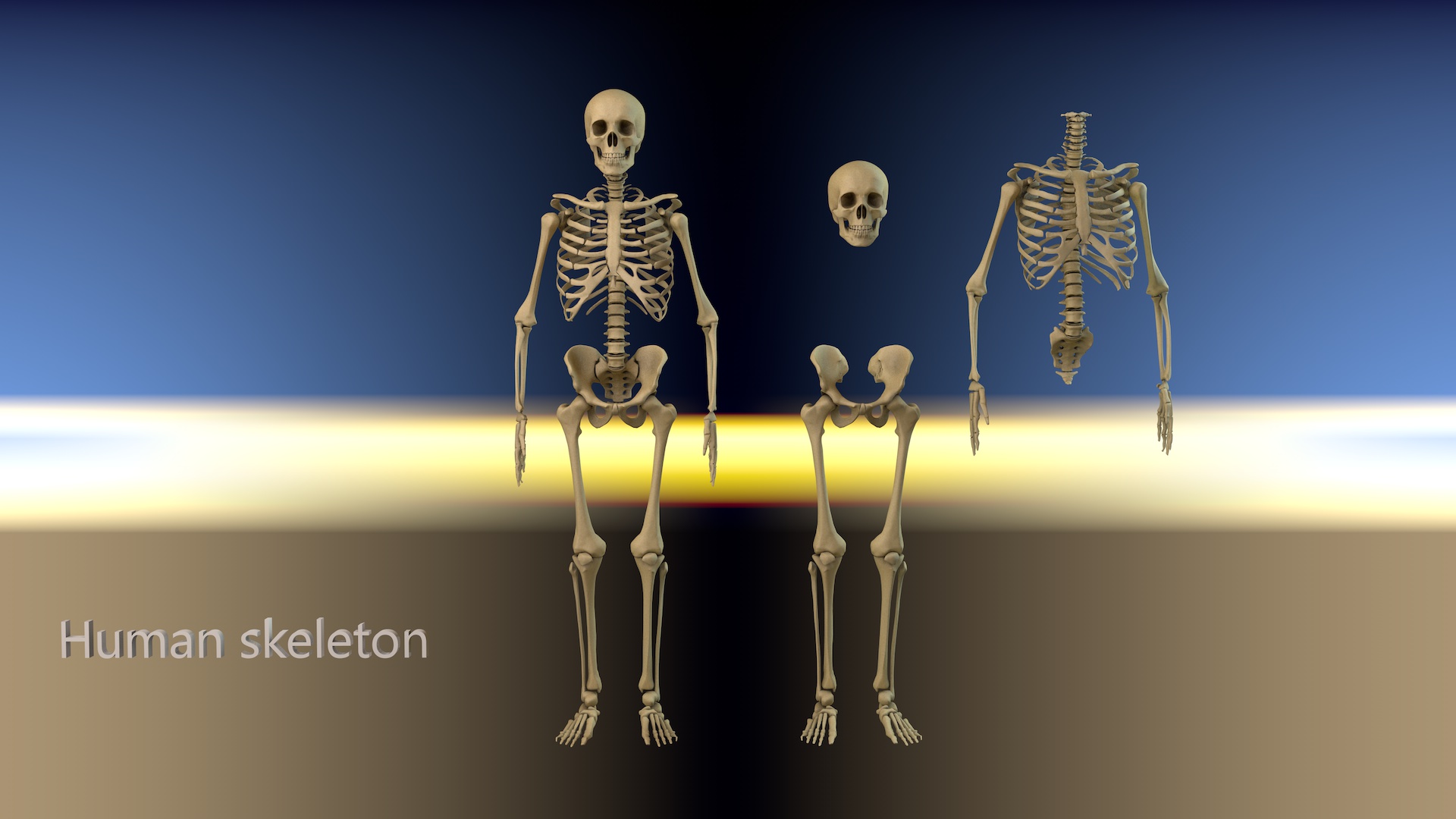 Human skeleton with separated parts by Tarekxoxo | 3DOcean