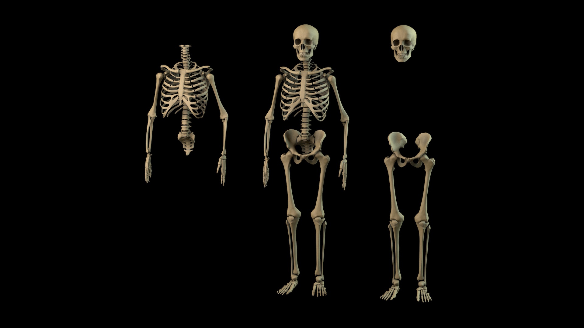 Human skeleton with separated parts by Tarekxoxo | 3DOcean