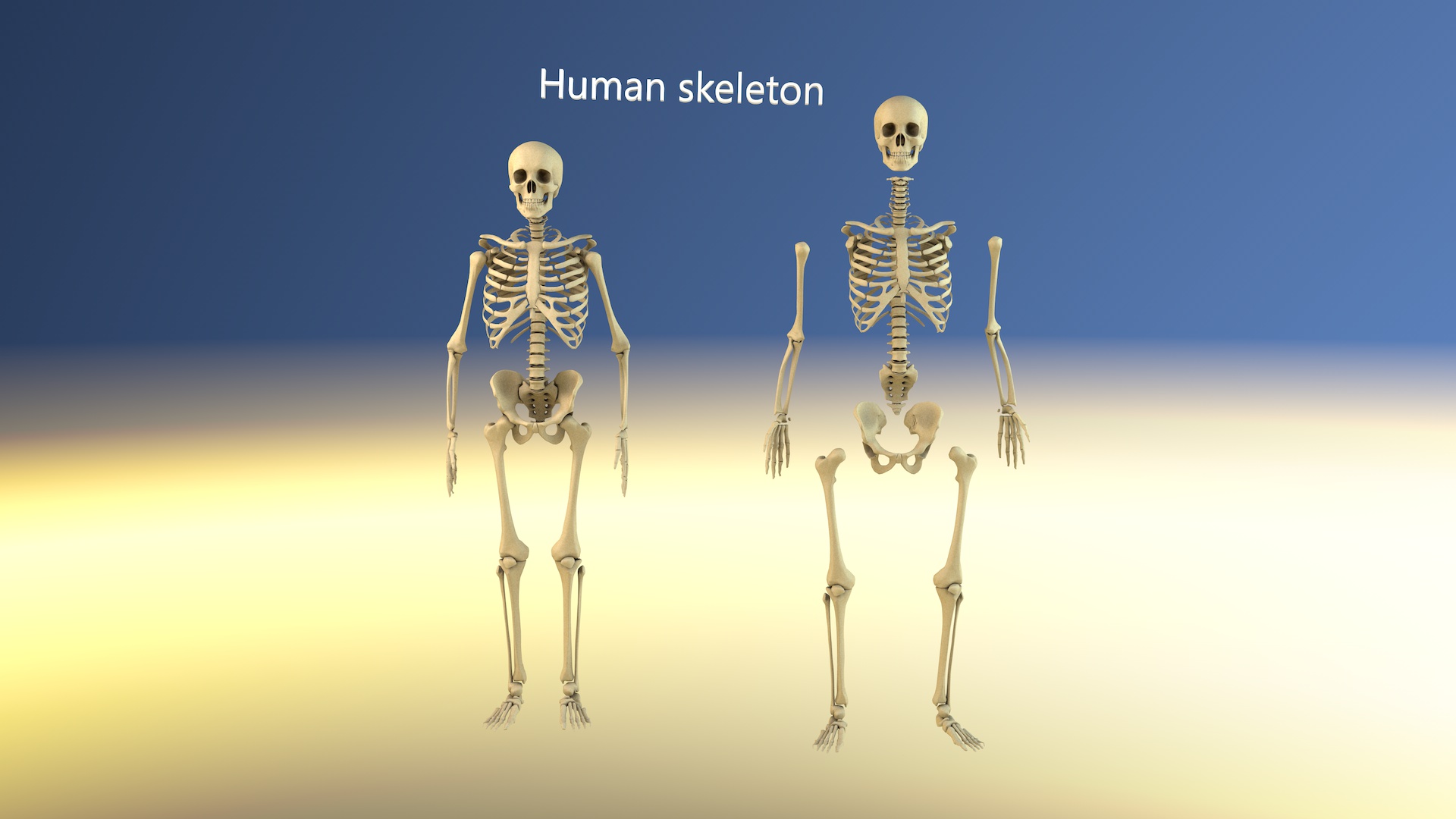 Human skeleton with separated parts by Tarekxoxo | 3DOcean