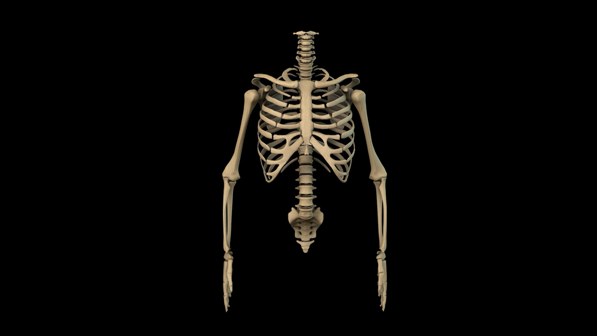 Human skeleton with separated parts by Tarekxoxo | 3DOcean