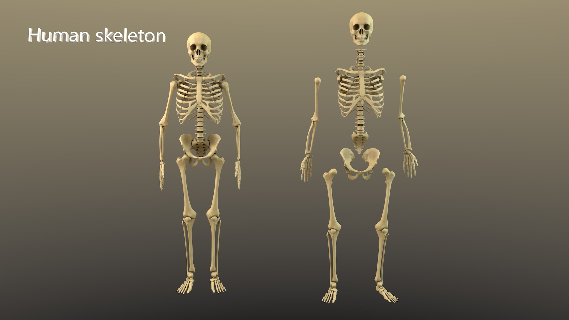 Human skeleton with separated parts by Tarekxoxo | 3DOcean