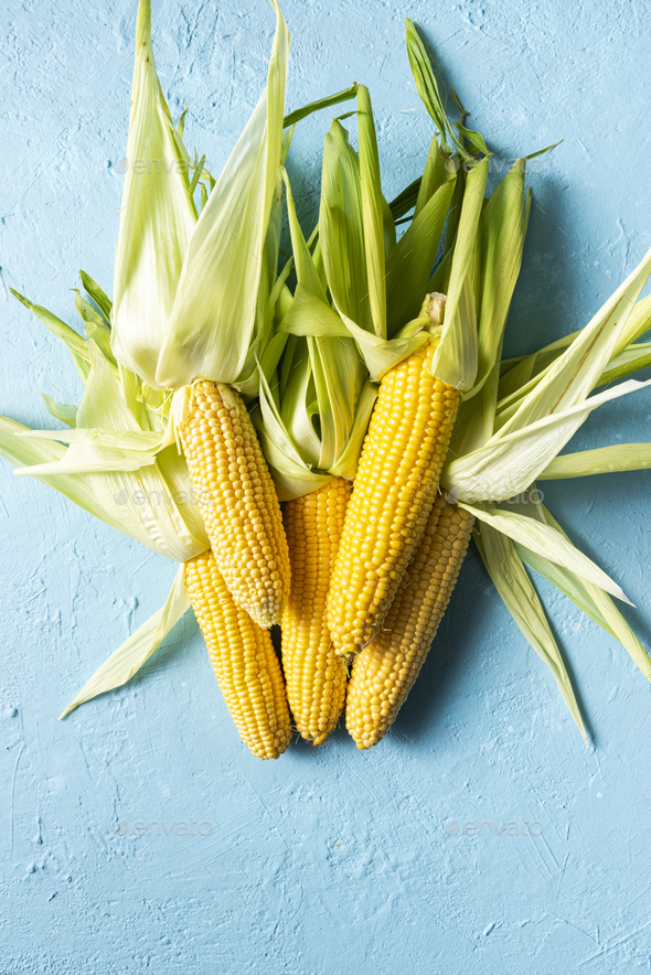 Corncobs or Corn Ears in Husk on Blue Background. Top Down View Stock ...