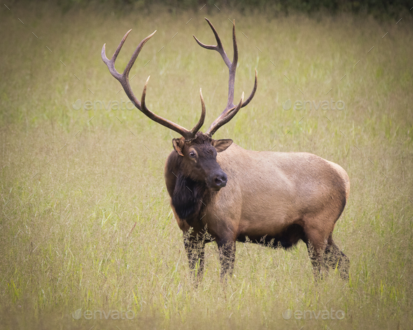 Bull Elk Giving the Evil Eye Stock Photo by mattcuda | PhotoDune