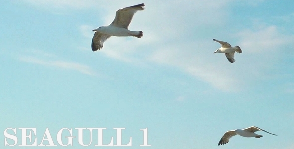 Seagull 1, Stock Footage | VideoHive