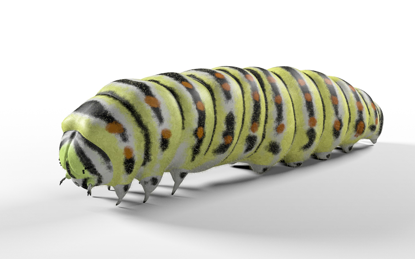 Caterpillar insect 3d model by TurboCG | 3DOcean