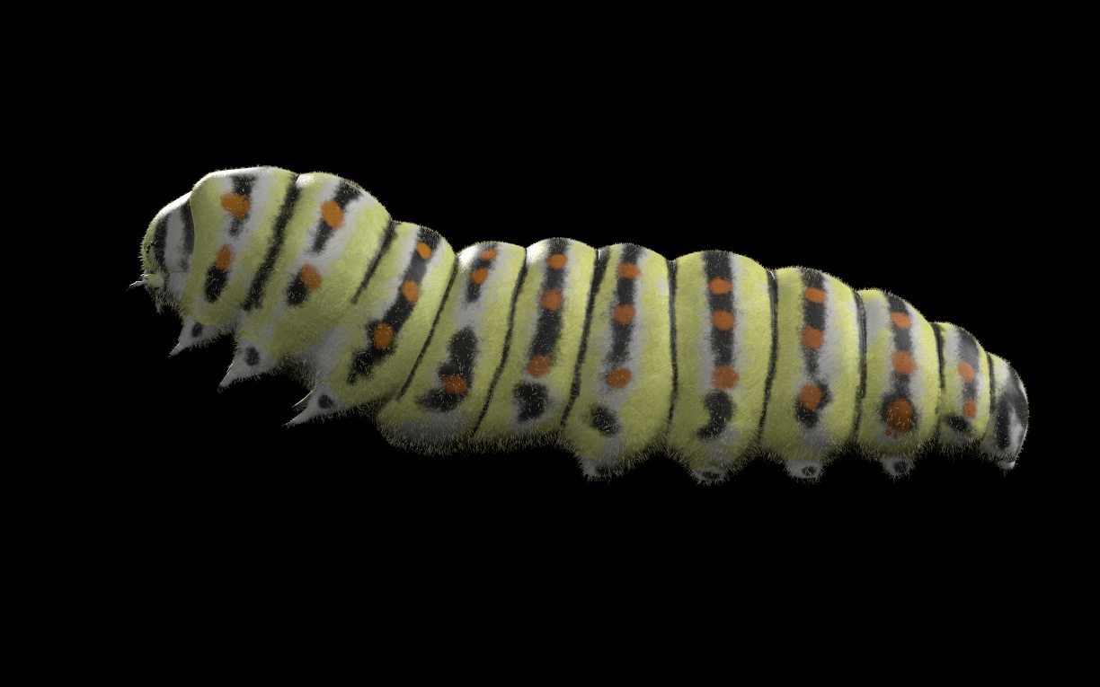 Caterpillar insect 3d model by TurboCG | 3DOcean