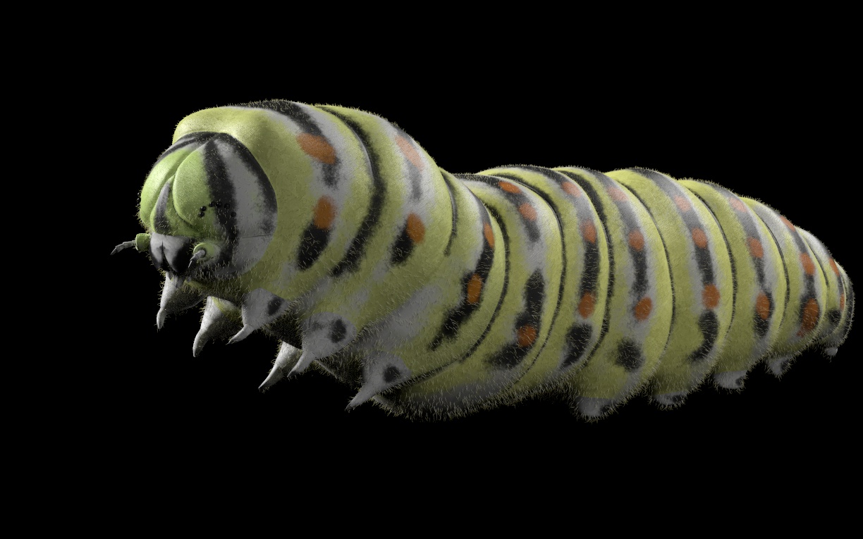 Caterpillar insect 3d model by TurboCG | 3DOcean