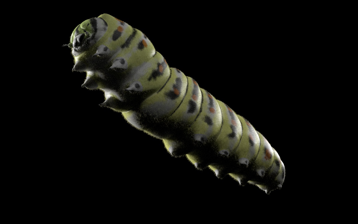 Caterpillar insect 3d model by TurboCG | 3DOcean