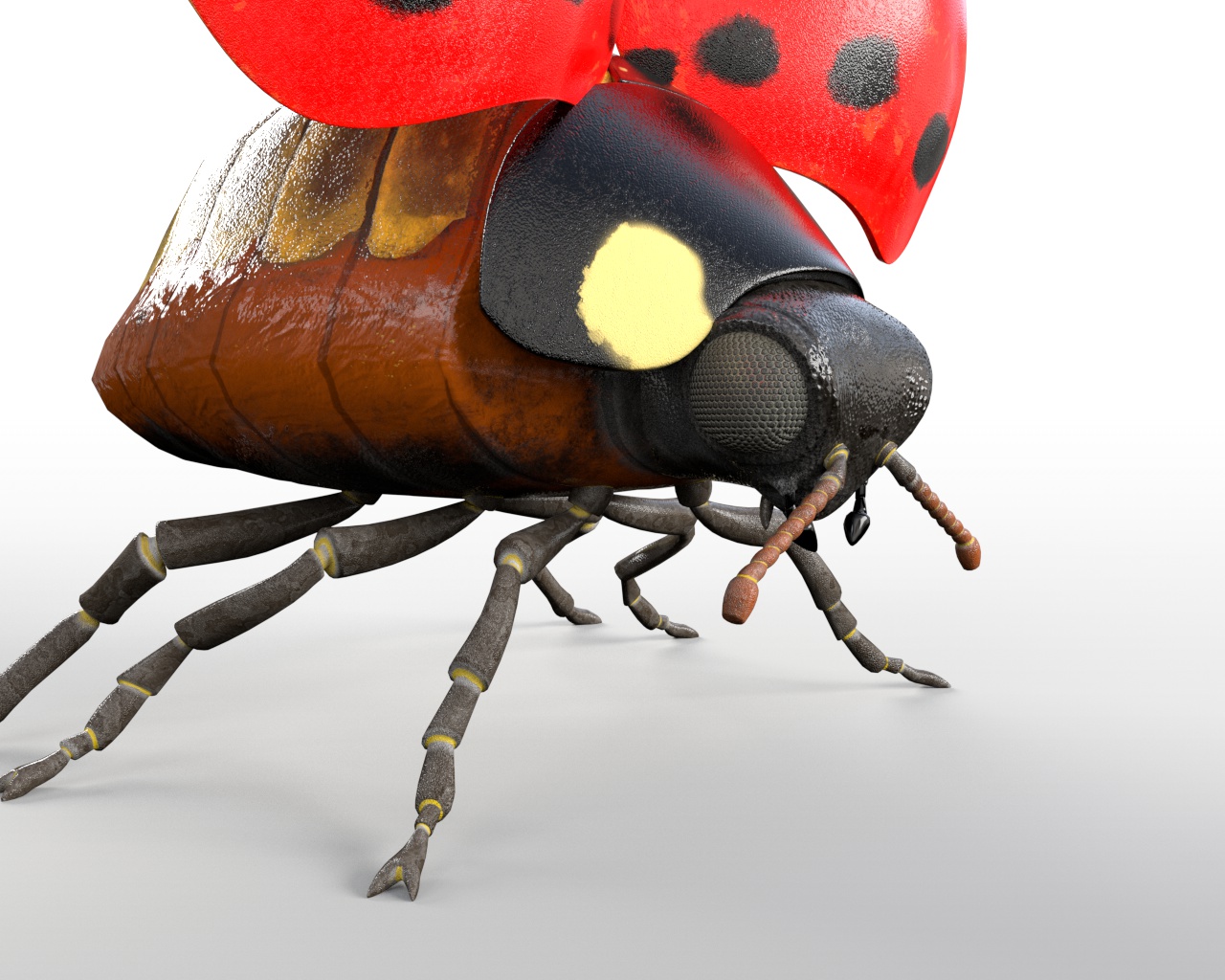 Ladybug insect 3d model by TurboCG | 3DOcean