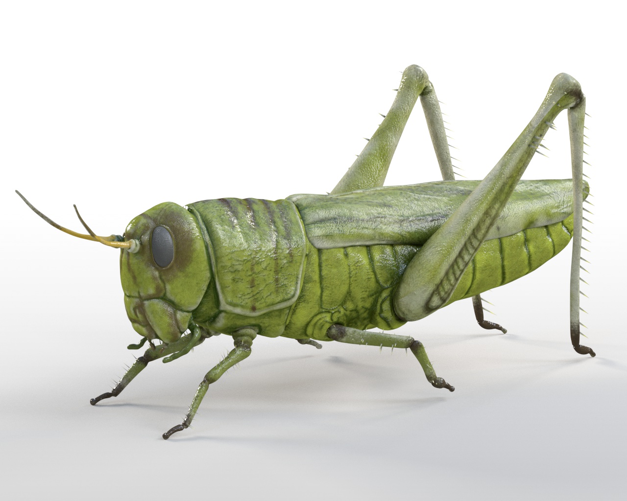 Grasshopper insects 3d model by TurboCG | 3DOcean