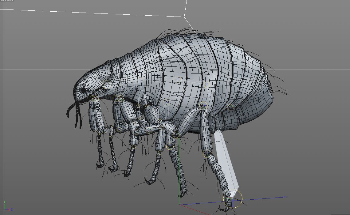 Flea insect 3d model by TurboCG | 3DOcean