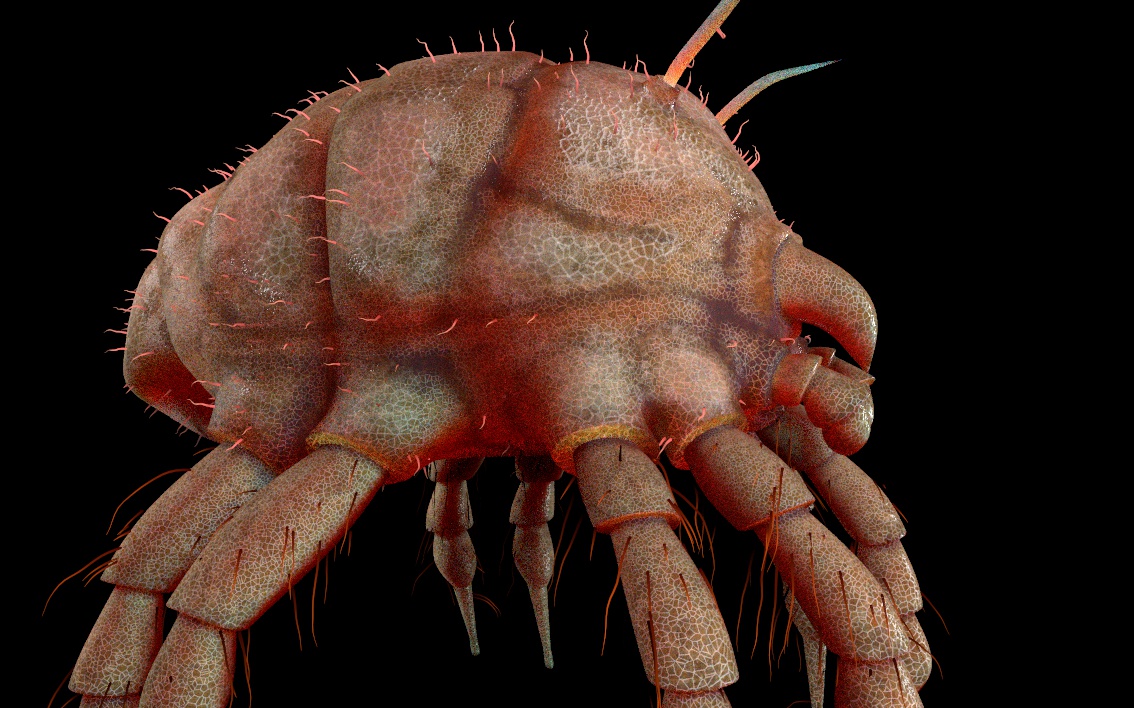 DustMite insect 3d model by TurboCG | 3DOcean