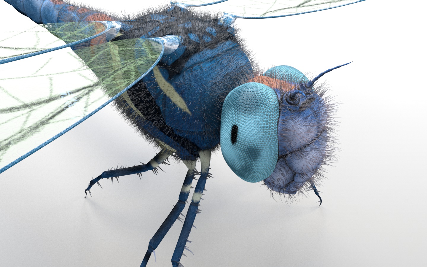 Dragonfly insect 3d model by TurboCG | 3DOcean