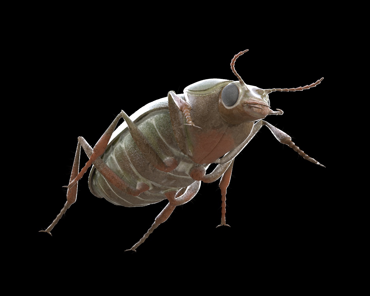 Ground Beetle Insect 3d model by TurboCG | 3DOcean