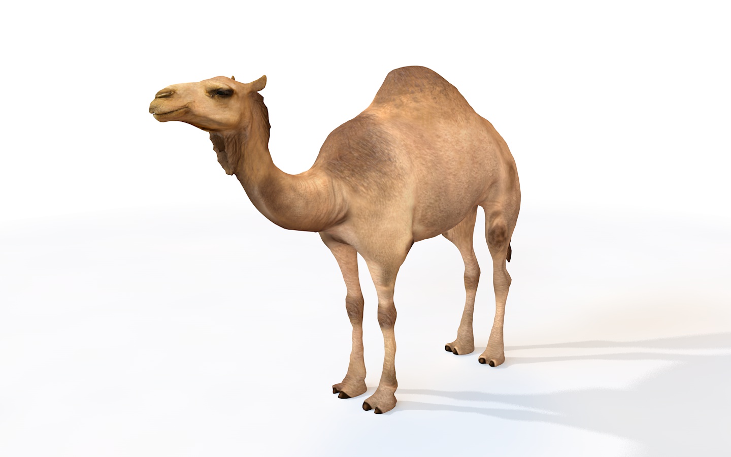 Camel rigged 3d model by TurboCG | 3DOcean
