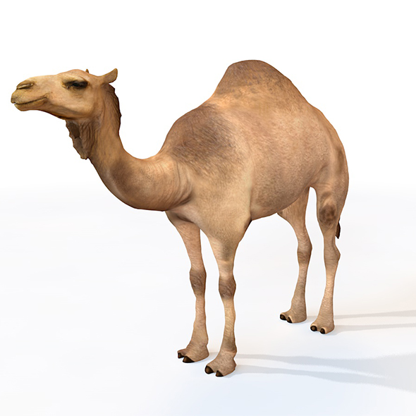 Camel rigged 3d model by TurboCG | 3DOcean