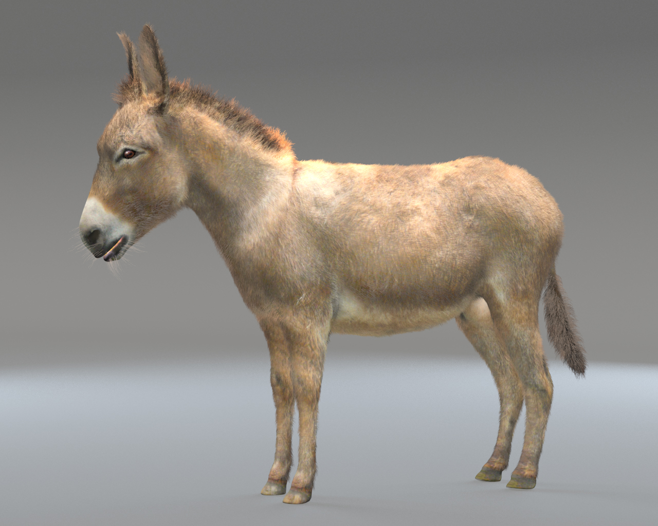 Donkey hair fur Rigged 3d model by TurboCG | 3DOcean