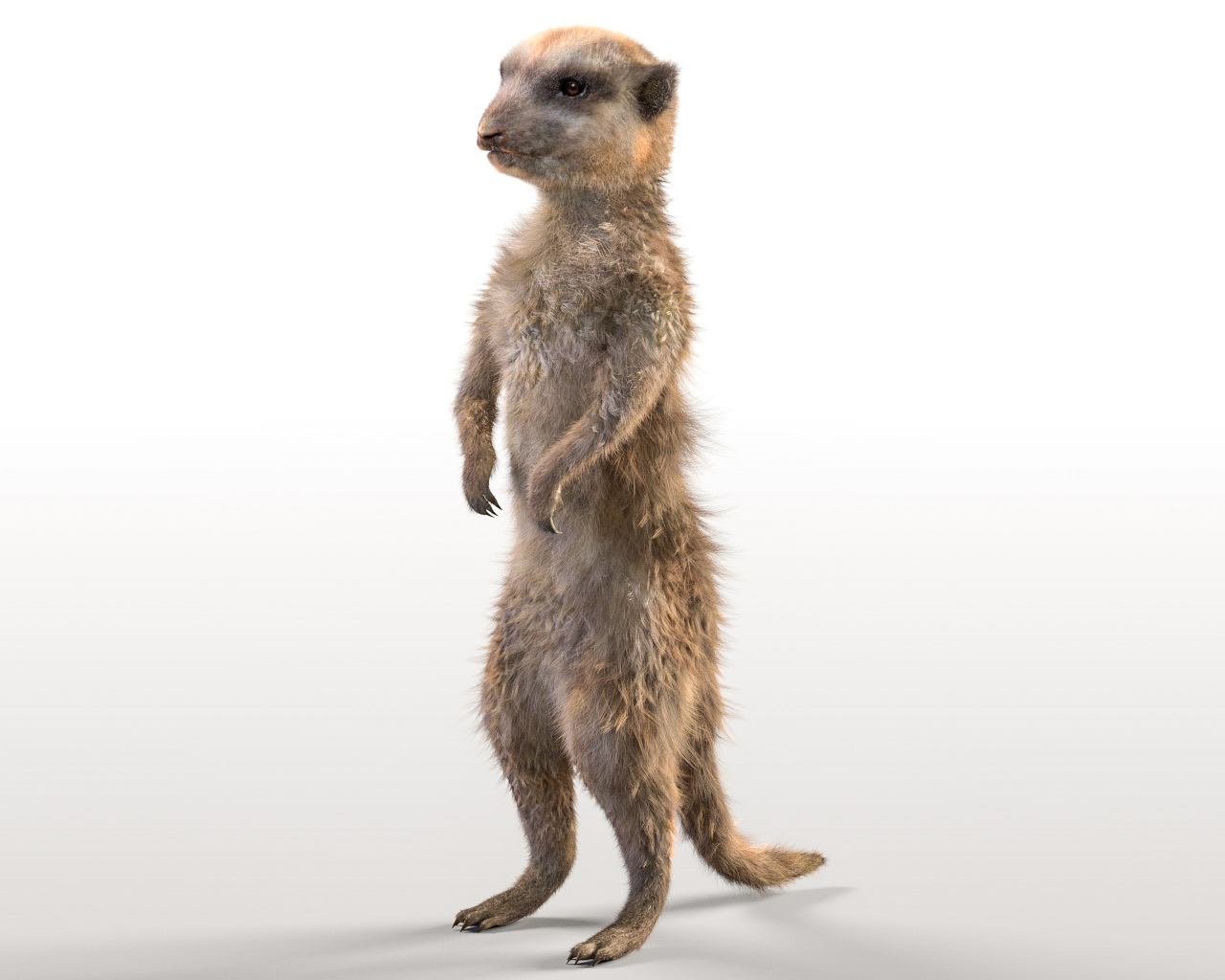 Meerkat hair fur rigged 3d model by TurboCG | 3DOcean