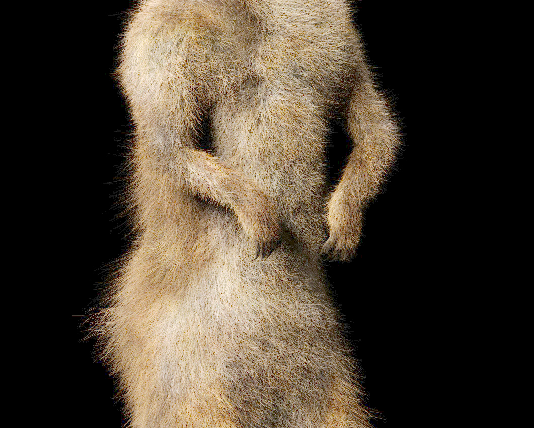 Meerkat hair fur rigged 3d model by TurboCG | 3DOcean
