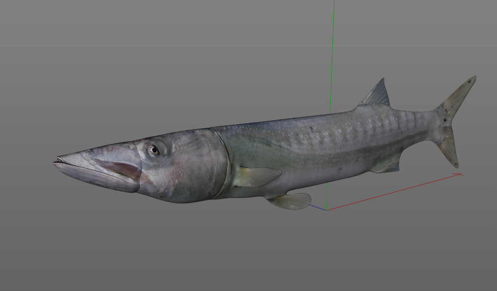 Barracuda fish 3d model by TurboCG | 3DOcean