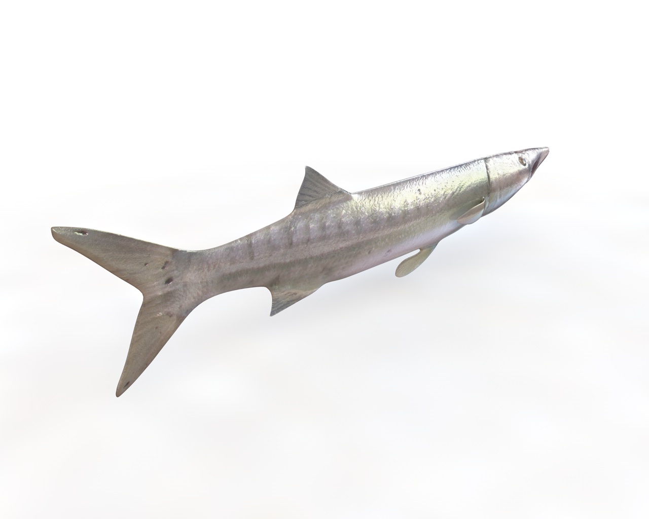 Barracuda fish 3d model by TurboCG | 3DOcean