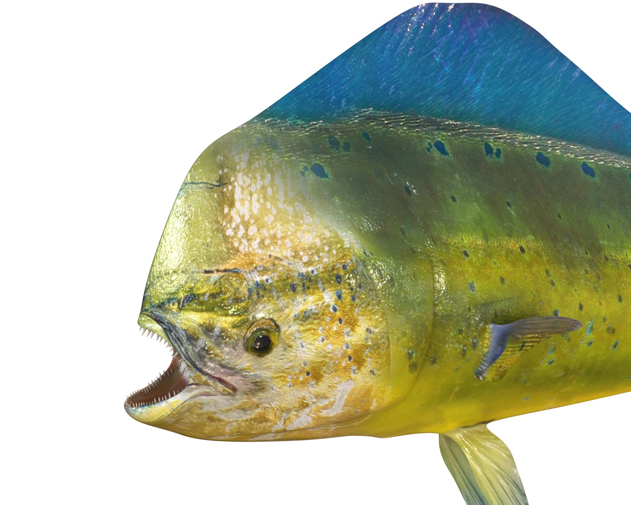 Dorado fish 3d model by TurboCG | 3DOcean