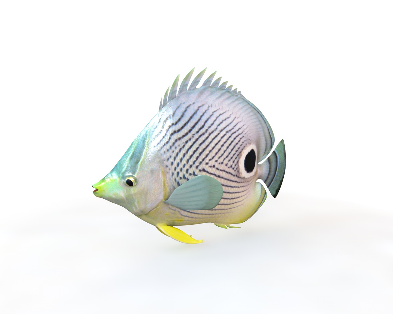Four eye butterfly fish 3d model by TurboCG | 3DOcean