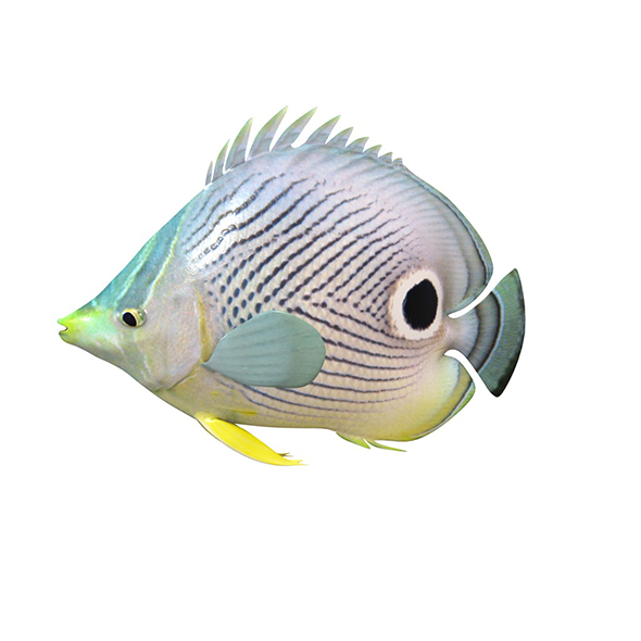 Four eye butterfly fish 3d model by TurboCG | 3DOcean
