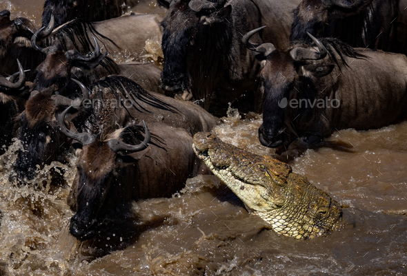 Crocodile Chasing Wildebeest in Africa Stock Photo by ...