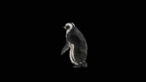 82 Penguin Dancing HD, Motion Graphics | VideoHive