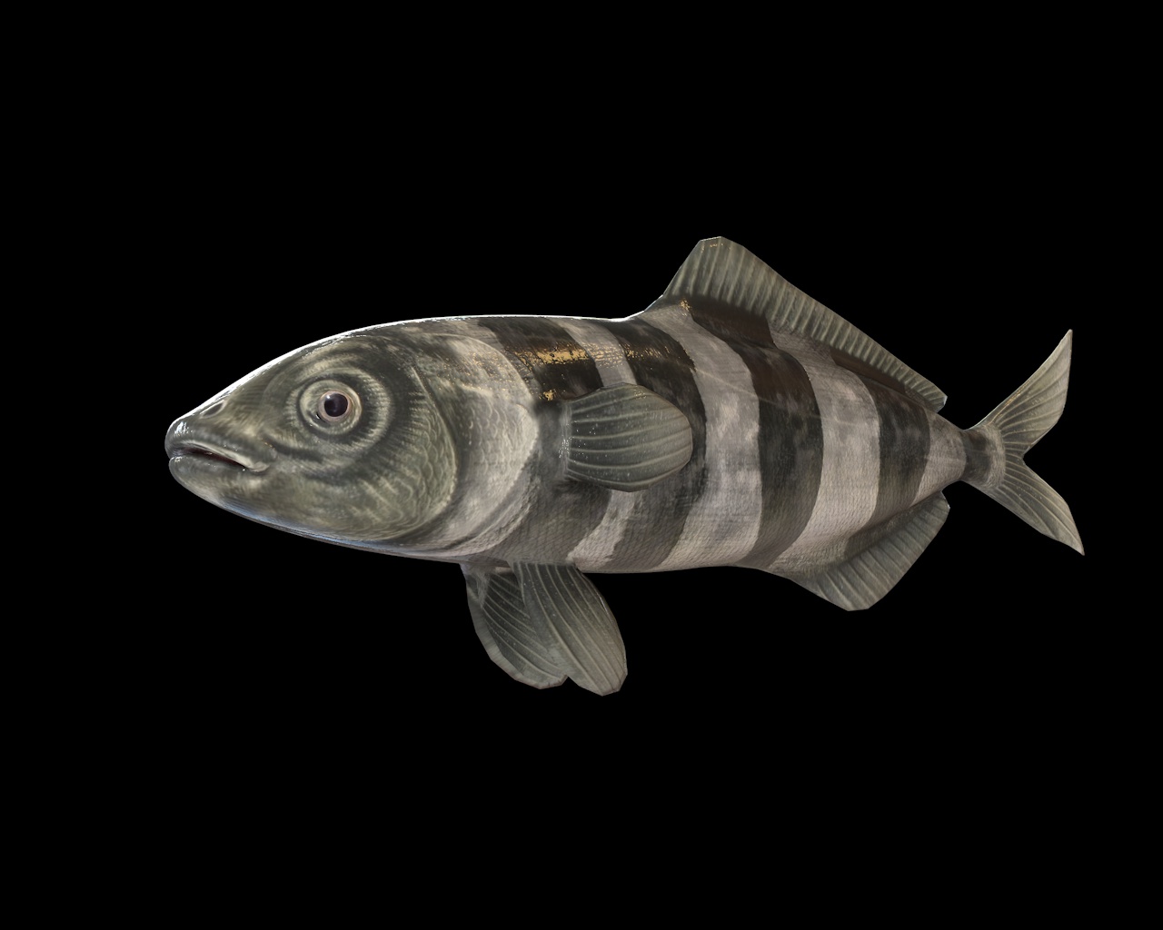 Pilot Fish 3d model by TurboCG | 3DOcean