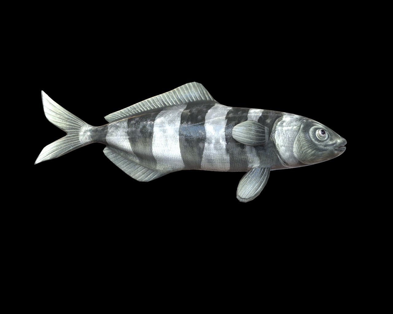 Pilot Fish 3d model by TurboCG | 3DOcean
