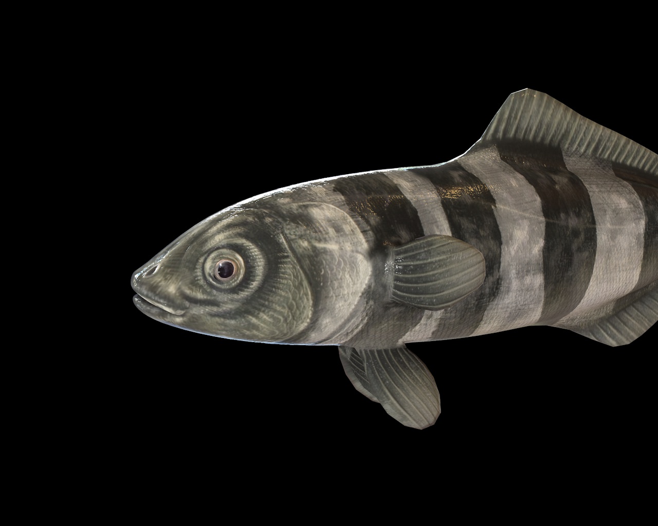 Pilot Fish 3d model by TurboCG | 3DOcean