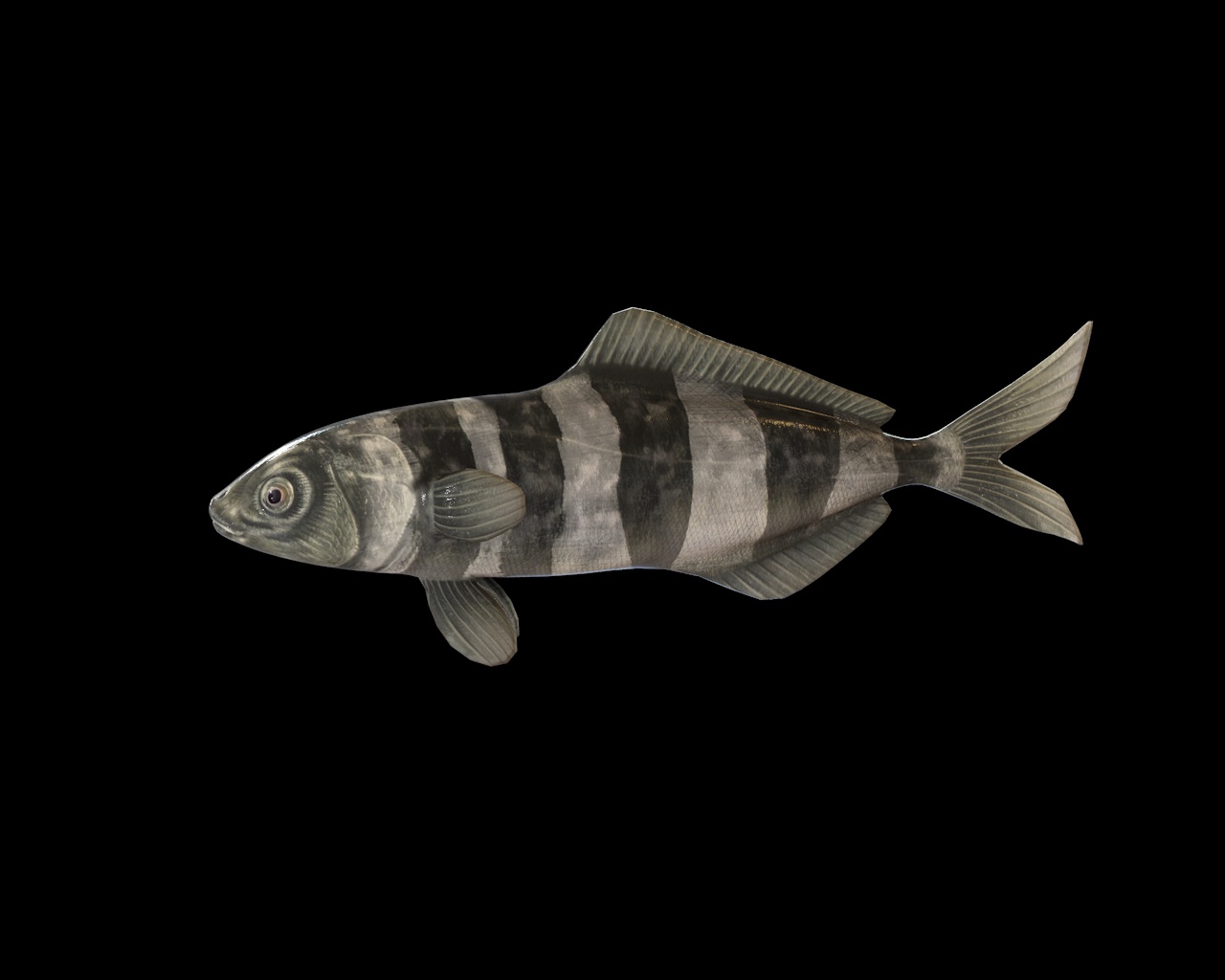 Pilot Fish 3d model by TurboCG | 3DOcean