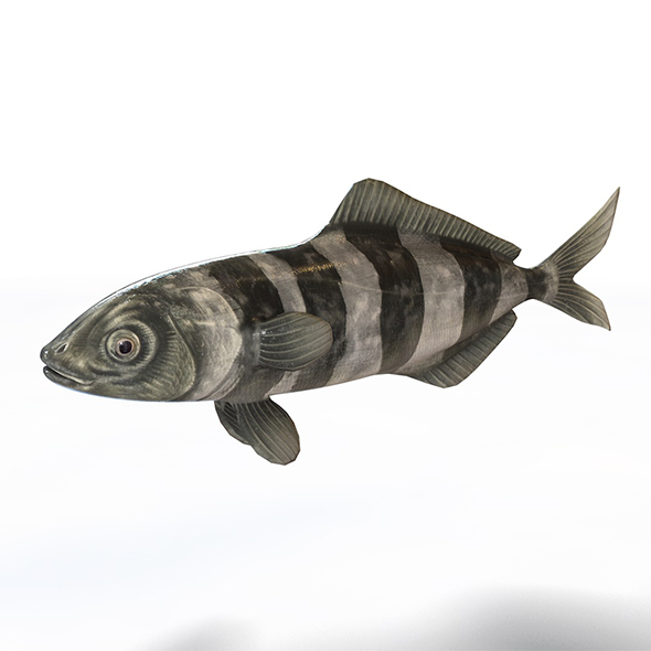 Pilot Fish 3d model by TurboCG | 3DOcean