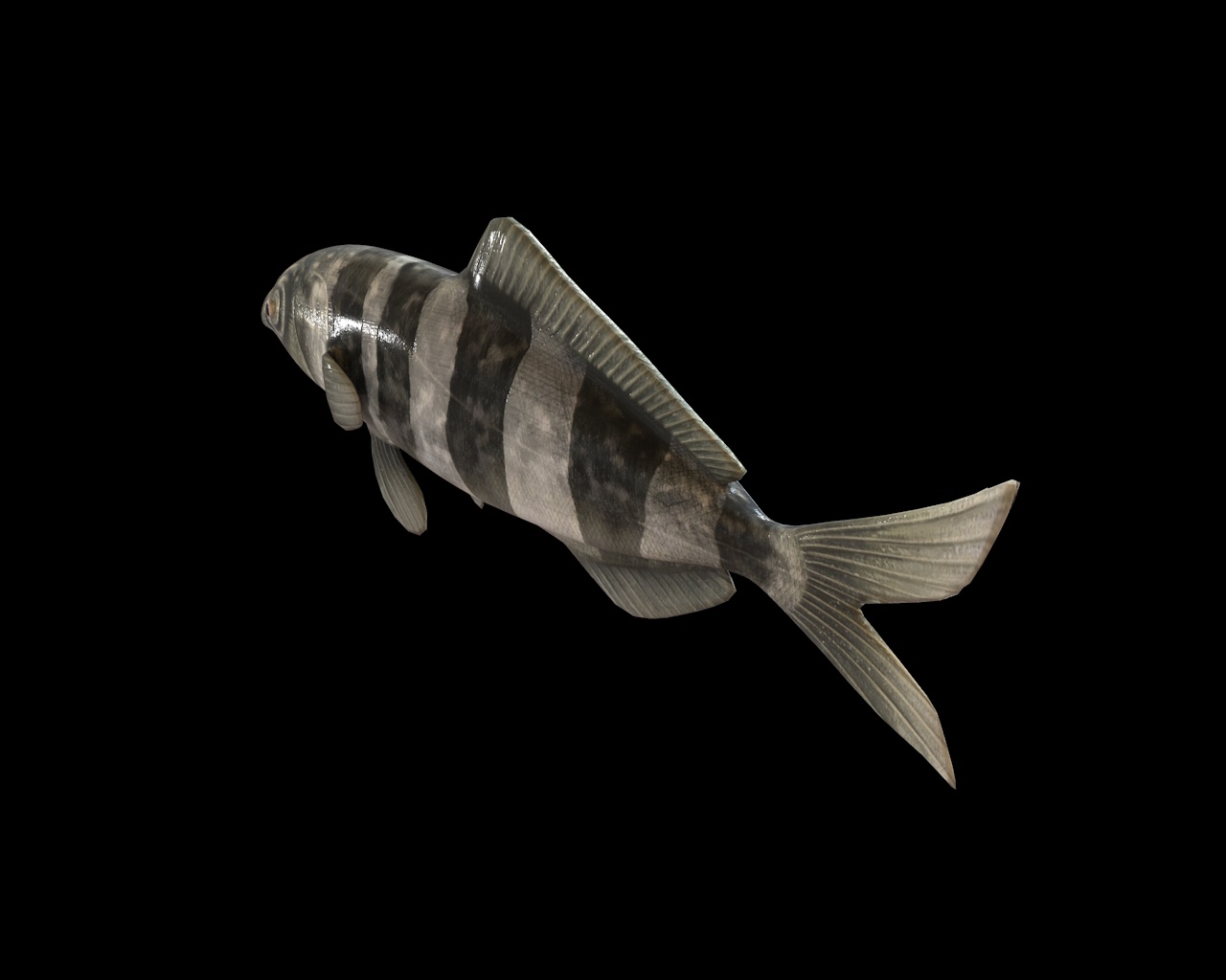 Pilot Fish 3d model by TurboCG | 3DOcean