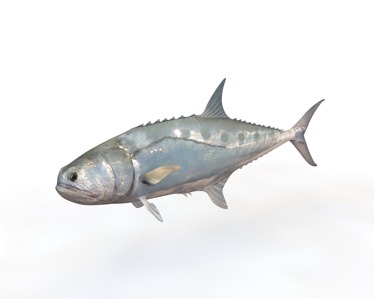 Queenfish 3d model by TurboCG | 3DOcean