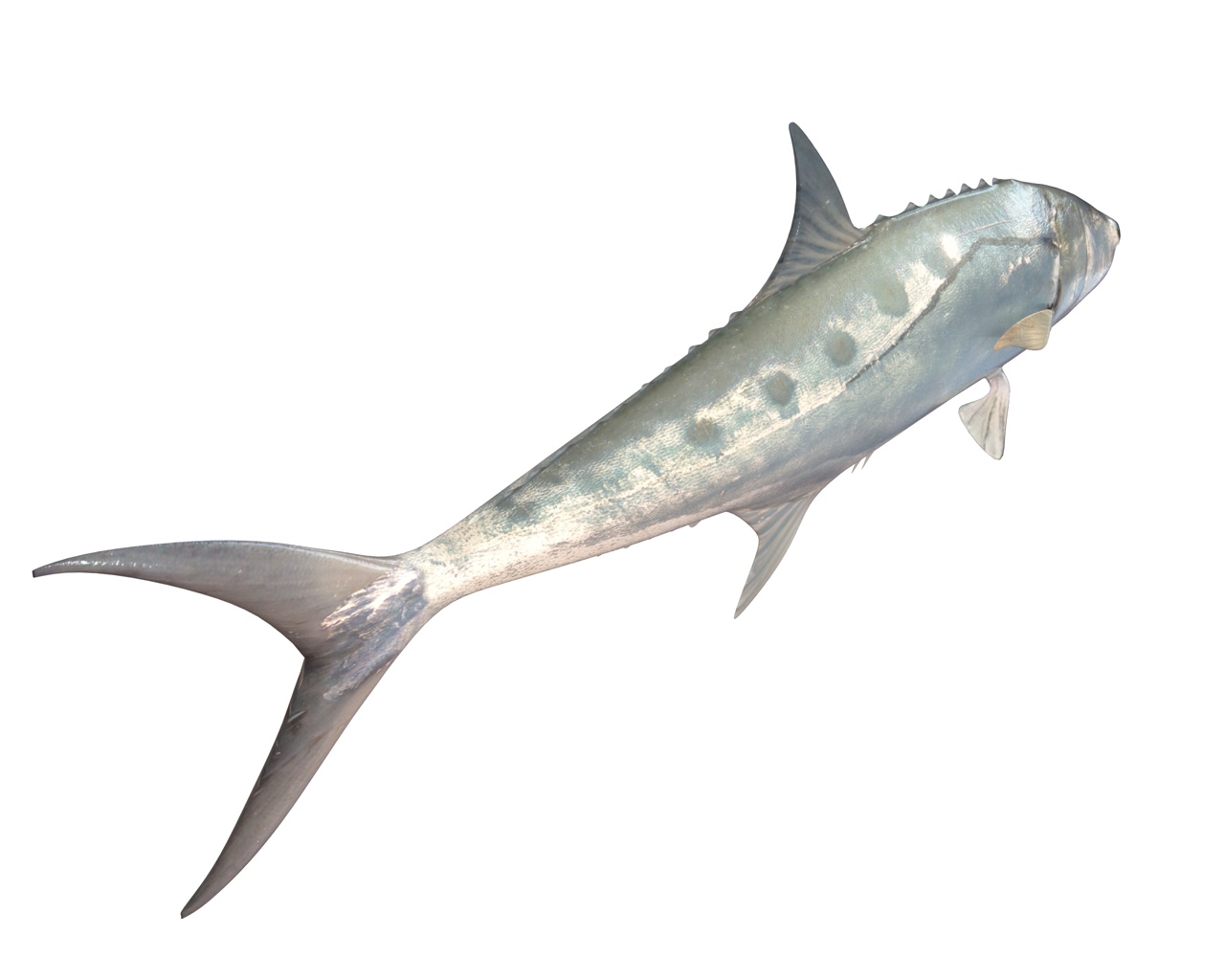 Queenfish 3d model by TurboCG | 3DOcean