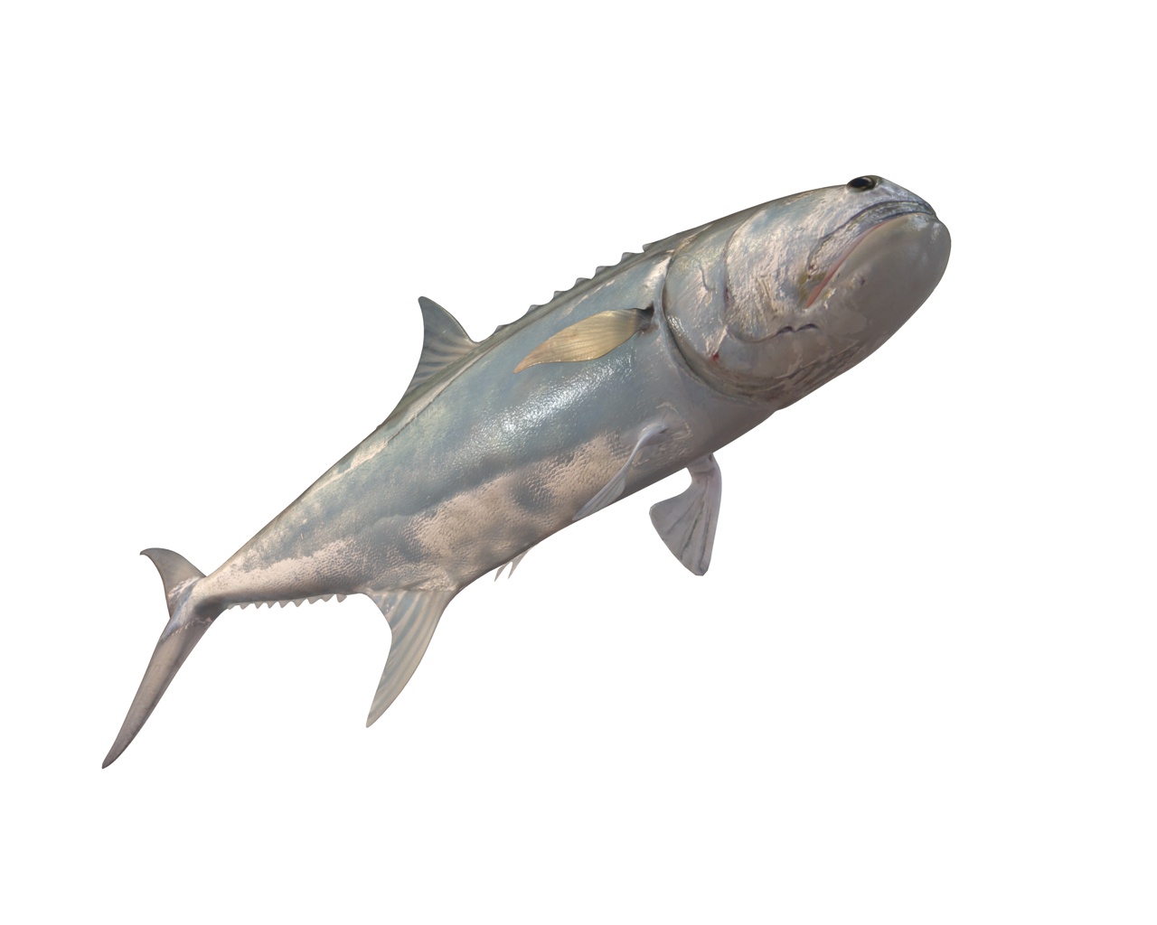 Queenfish 3d model by TurboCG | 3DOcean