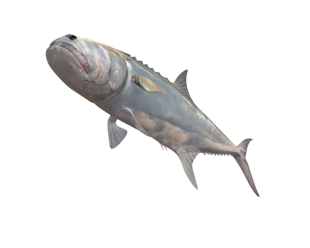 Queenfish 3d model by TurboCG | 3DOcean
