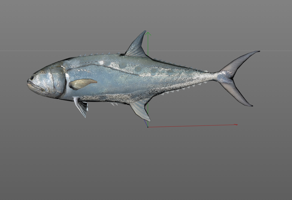Queenfish 3d model by TurboCG | 3DOcean