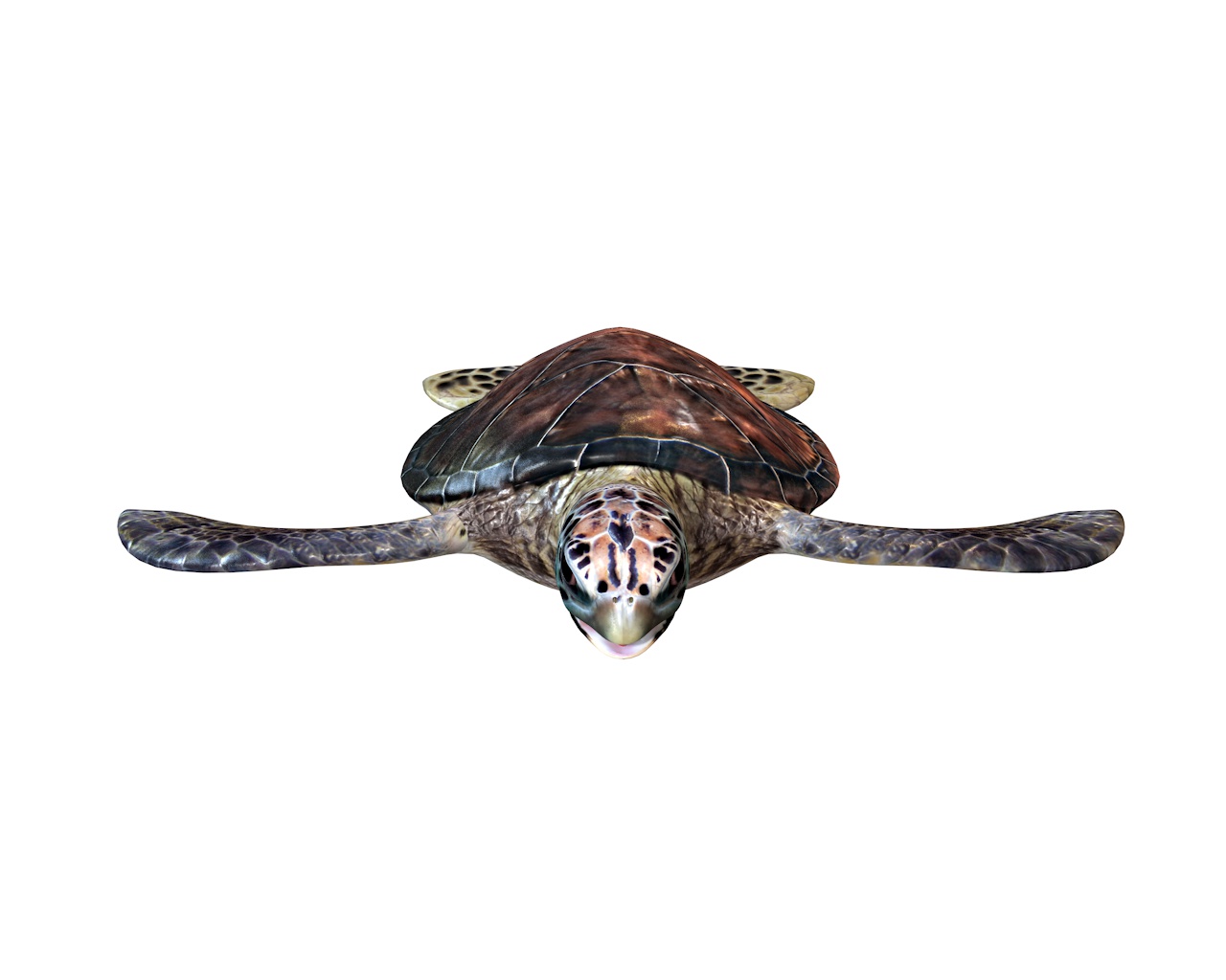 Sea Turtle 3d model by TurboCG | 3DOcean
