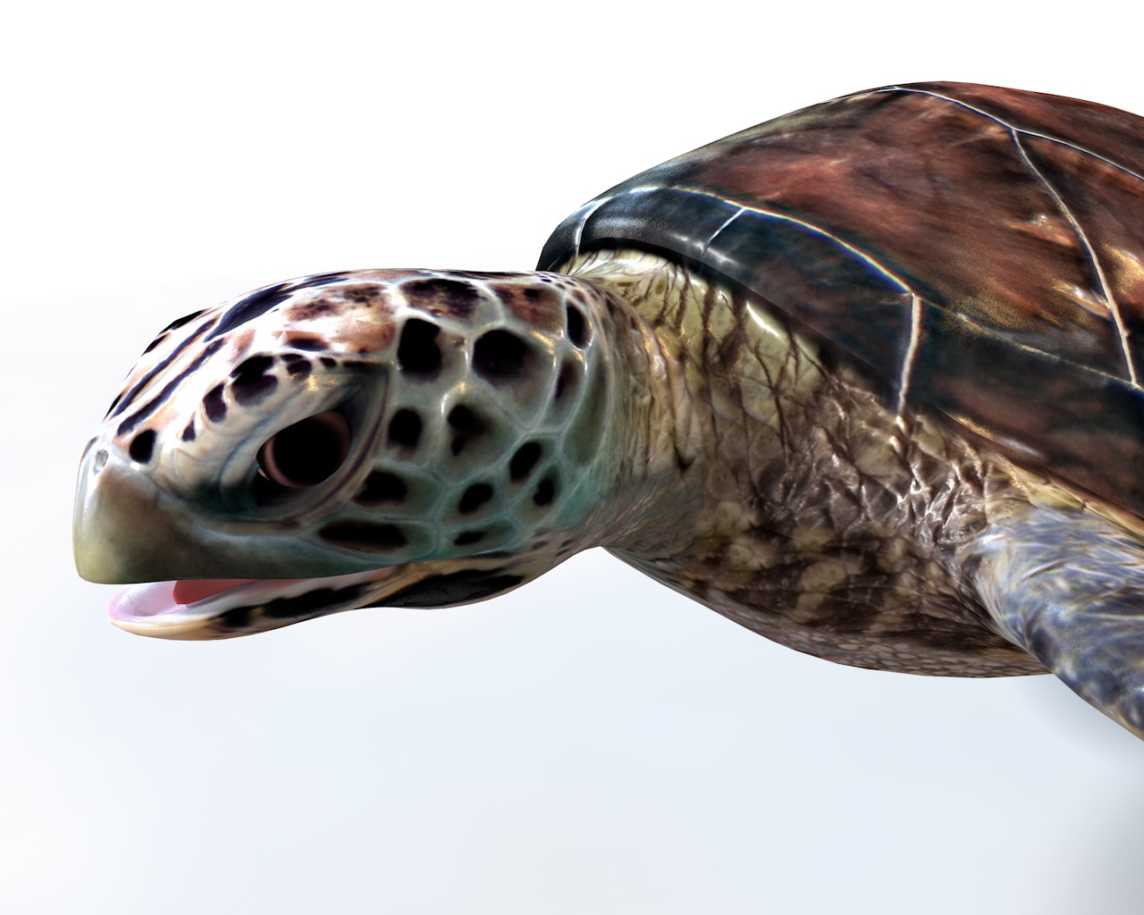Sea Turtle 3d model by TurboCG | 3DOcean